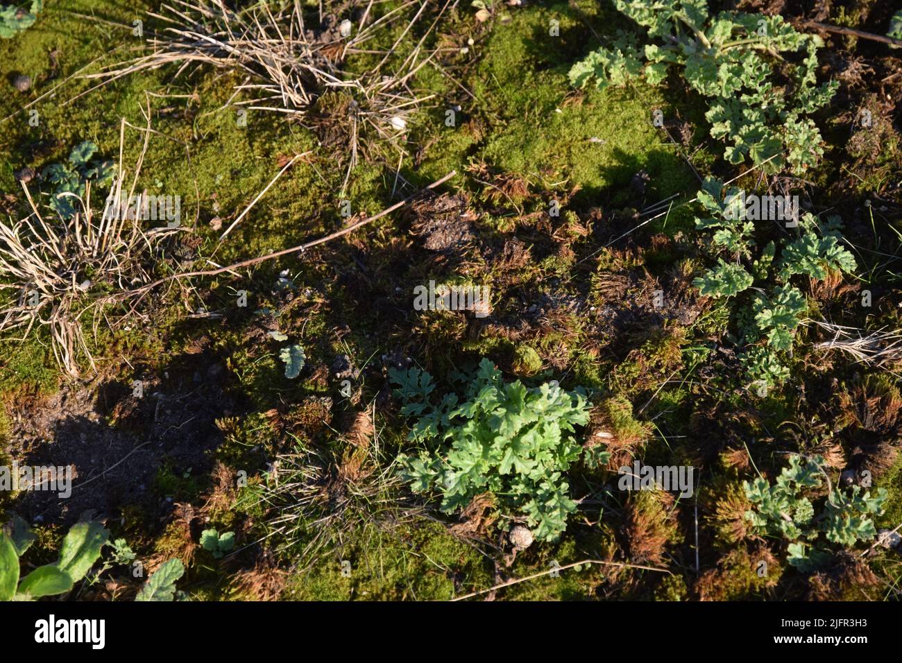 various of mosses Stock Photo - Alamy