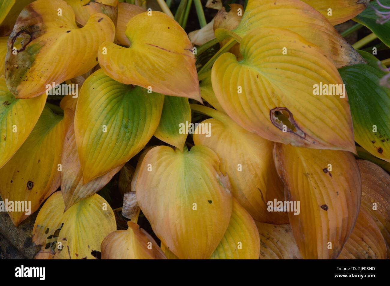 Hosta green gold hi-res stock photography and images - Alamy