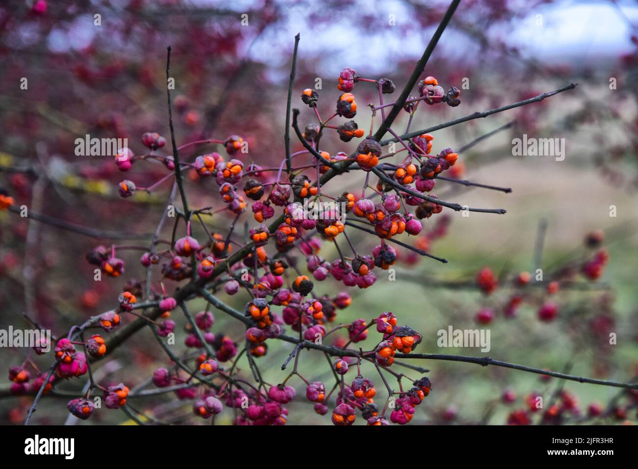 Spindle tree britain hi-res stock photography and images - Alamy