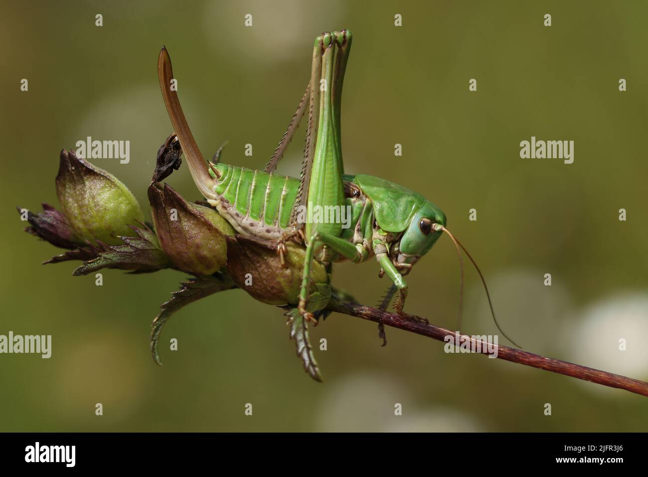 An extremely rare Wart-biter Bush-cricket, Decticus verrucivorus ...