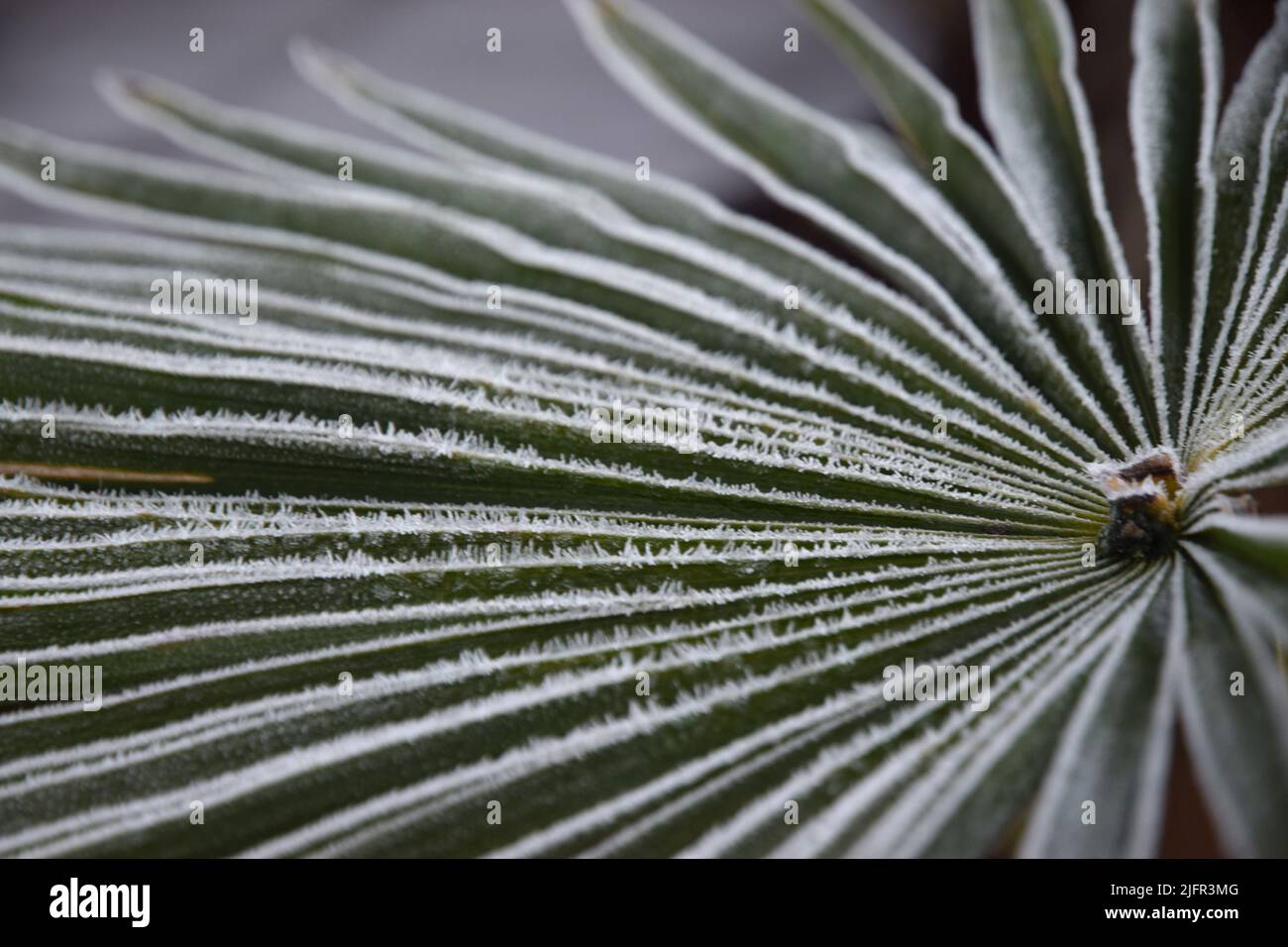 Frosty palm leaves hi-res stock photography and images - Alamy