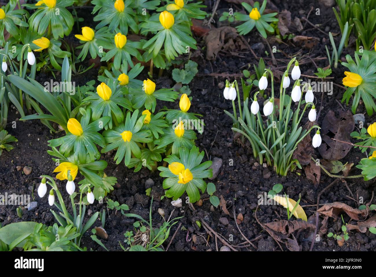 snowdrops and winter aconite Stock Photo - Alamy