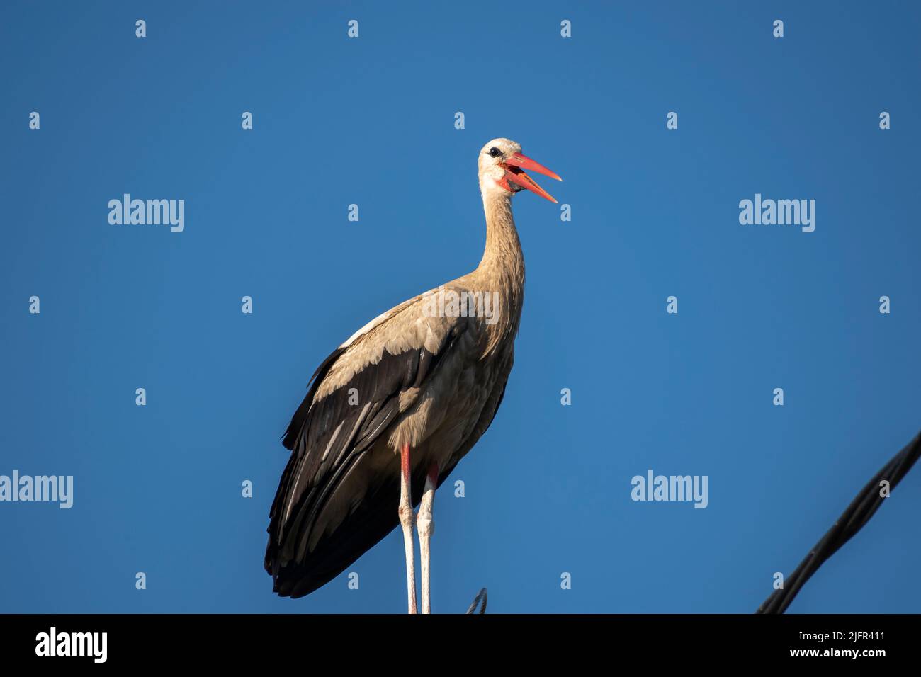 Tired stork with long red beak resting on the pole Stock Photo - Alamy