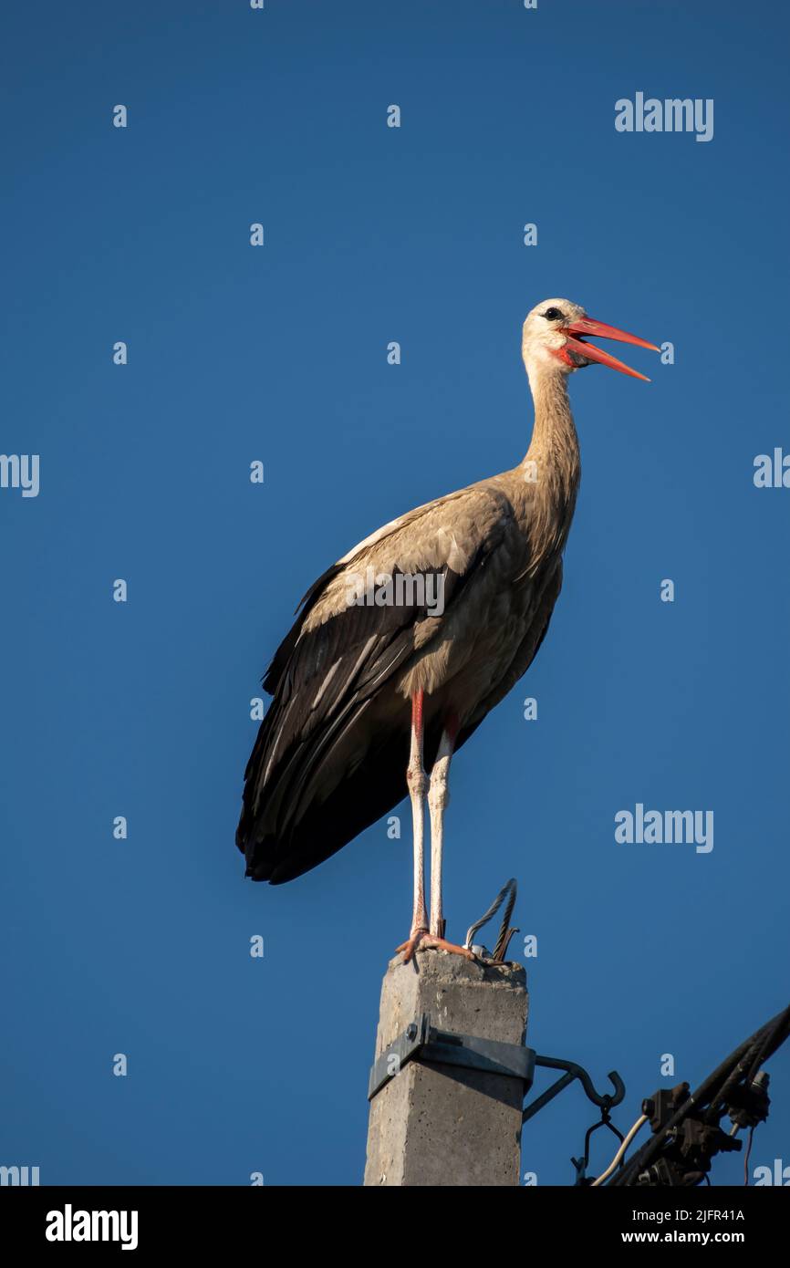 Tired stork with long red beak resting on the pole Stock Photo - Alamy