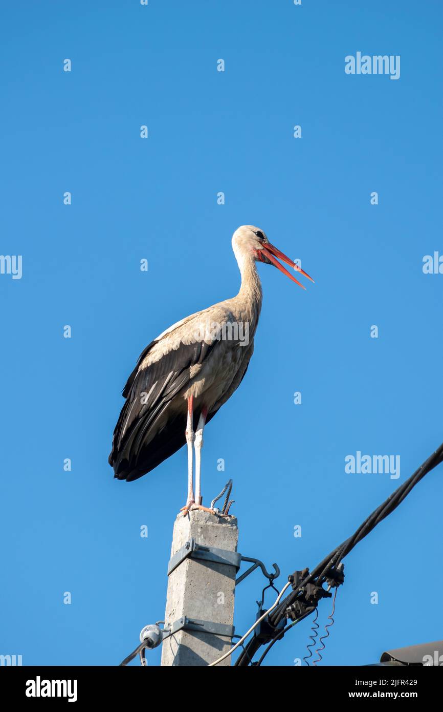 Tired stork with long red beak resting on the pole Stock Photo - Alamy