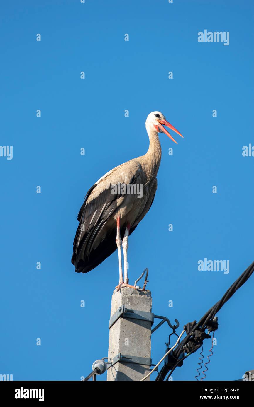 Tired stork with long red beak resting on the pole Stock Photo - Alamy