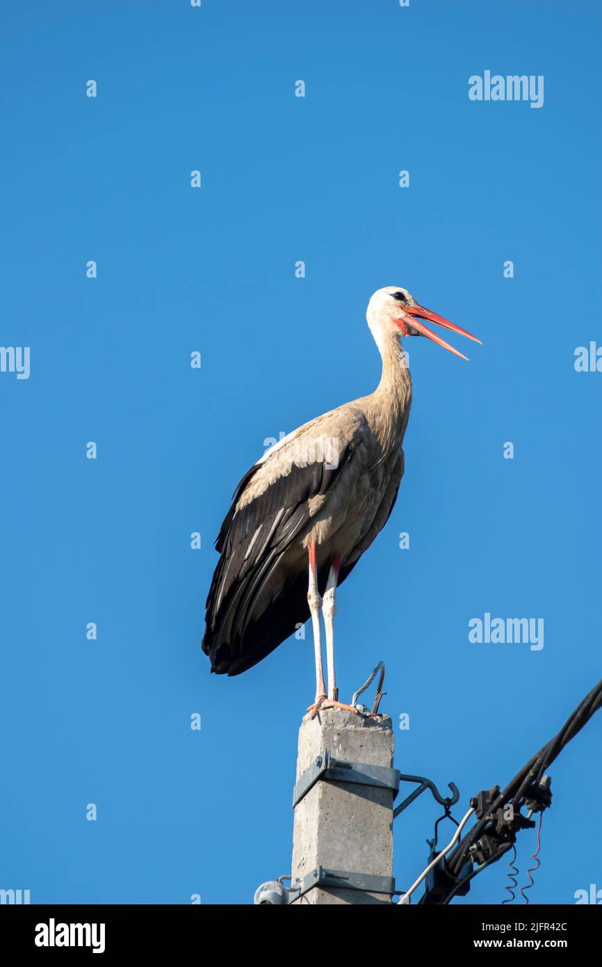 Tired stork with long red beak resting on the pole Stock Photo - Alamy
