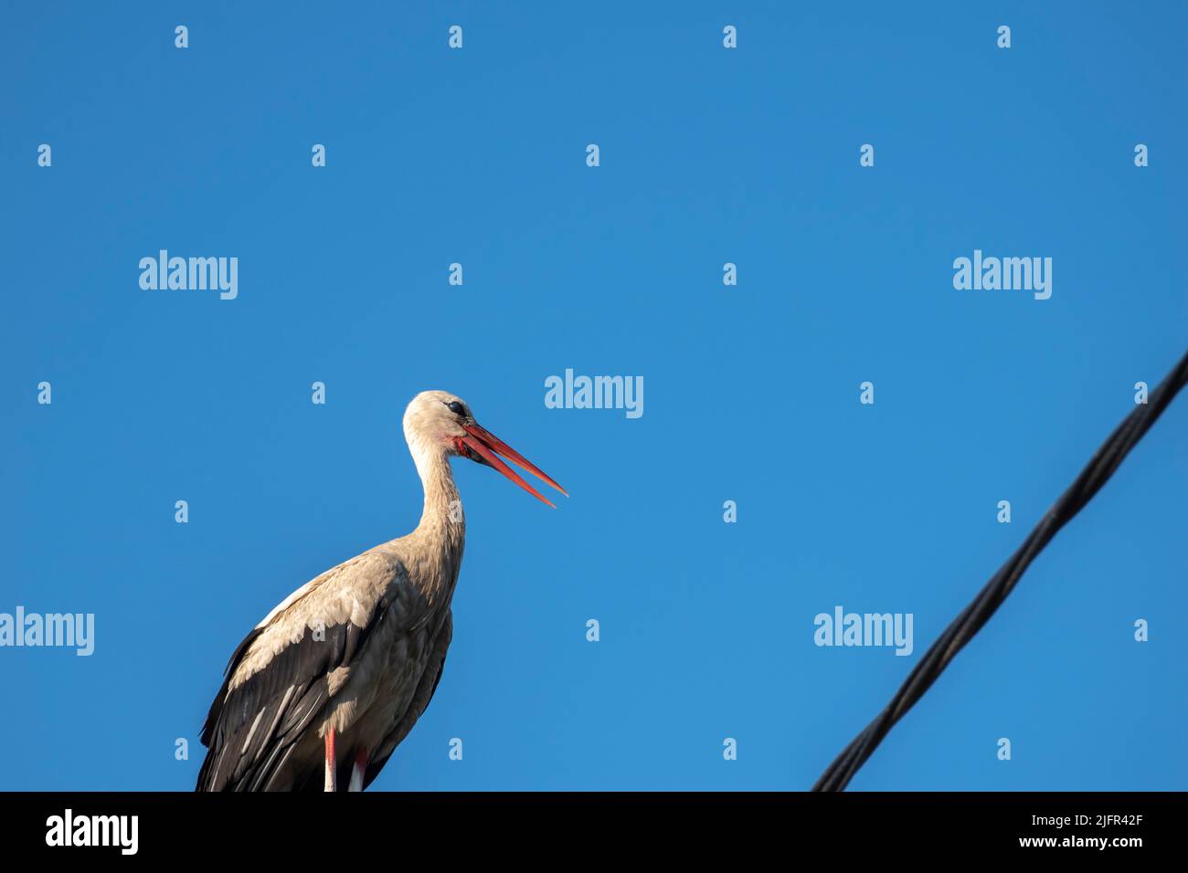 Tired stork with long red beak resting on the pole Stock Photo - Alamy