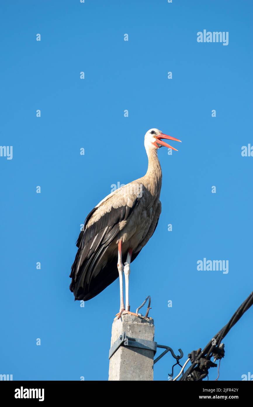 Tired stork with long red beak resting on the pole Stock Photo - Alamy