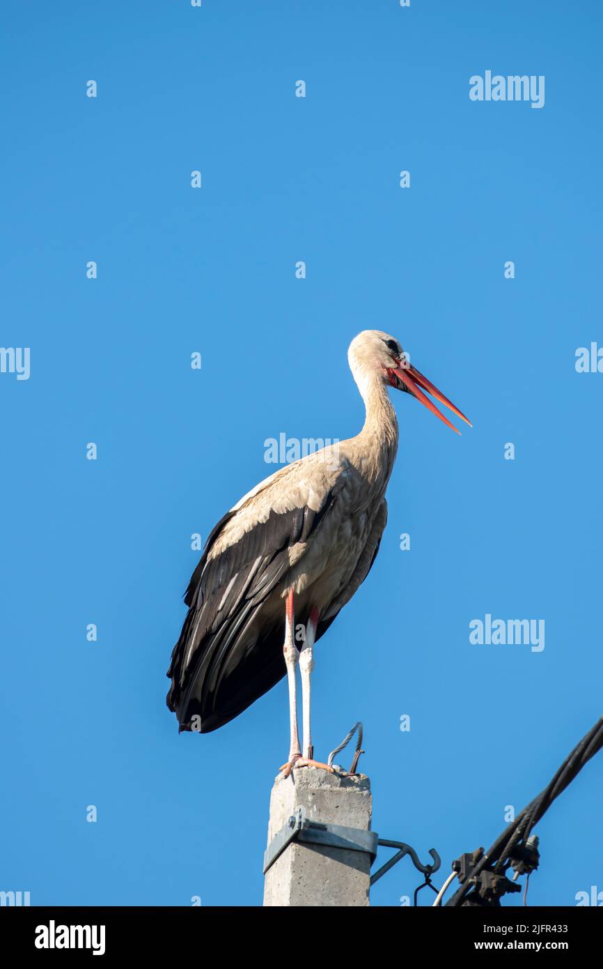 Tired stork with long red beak resting on the pole Stock Photo - Alamy