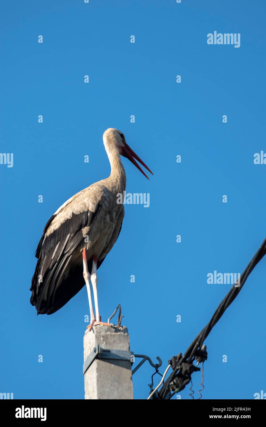 Tired stork with long red beak resting on the pole Stock Photo - Alamy
