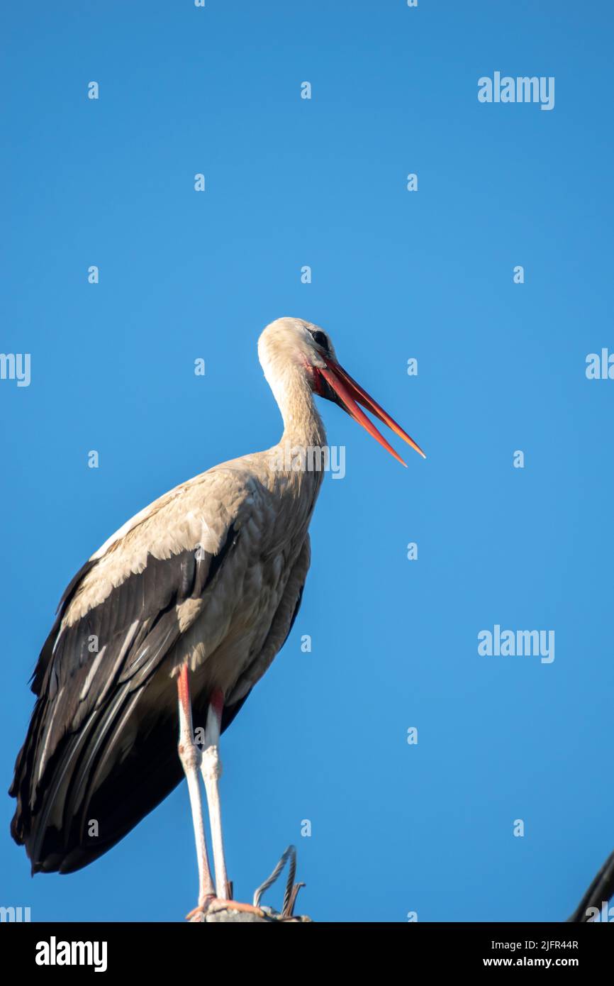 Tired stork with long red beak resting on the pole Stock Photo - Alamy