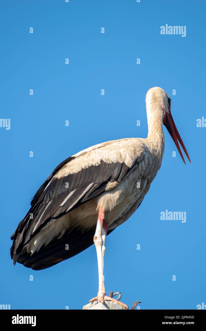 Tired stork with long red beak resting on the pole Stock Photo - Alamy