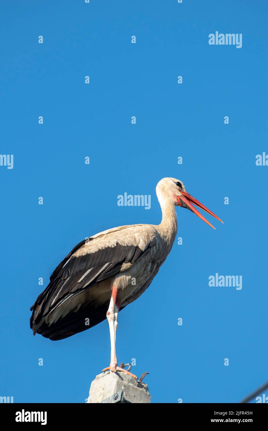 Tired stork with long red beak resting on the pole Stock Photo - Alamy