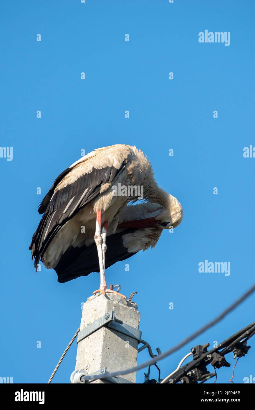 Tired stork with long red beak resting on the pole Stock Photo - Alamy