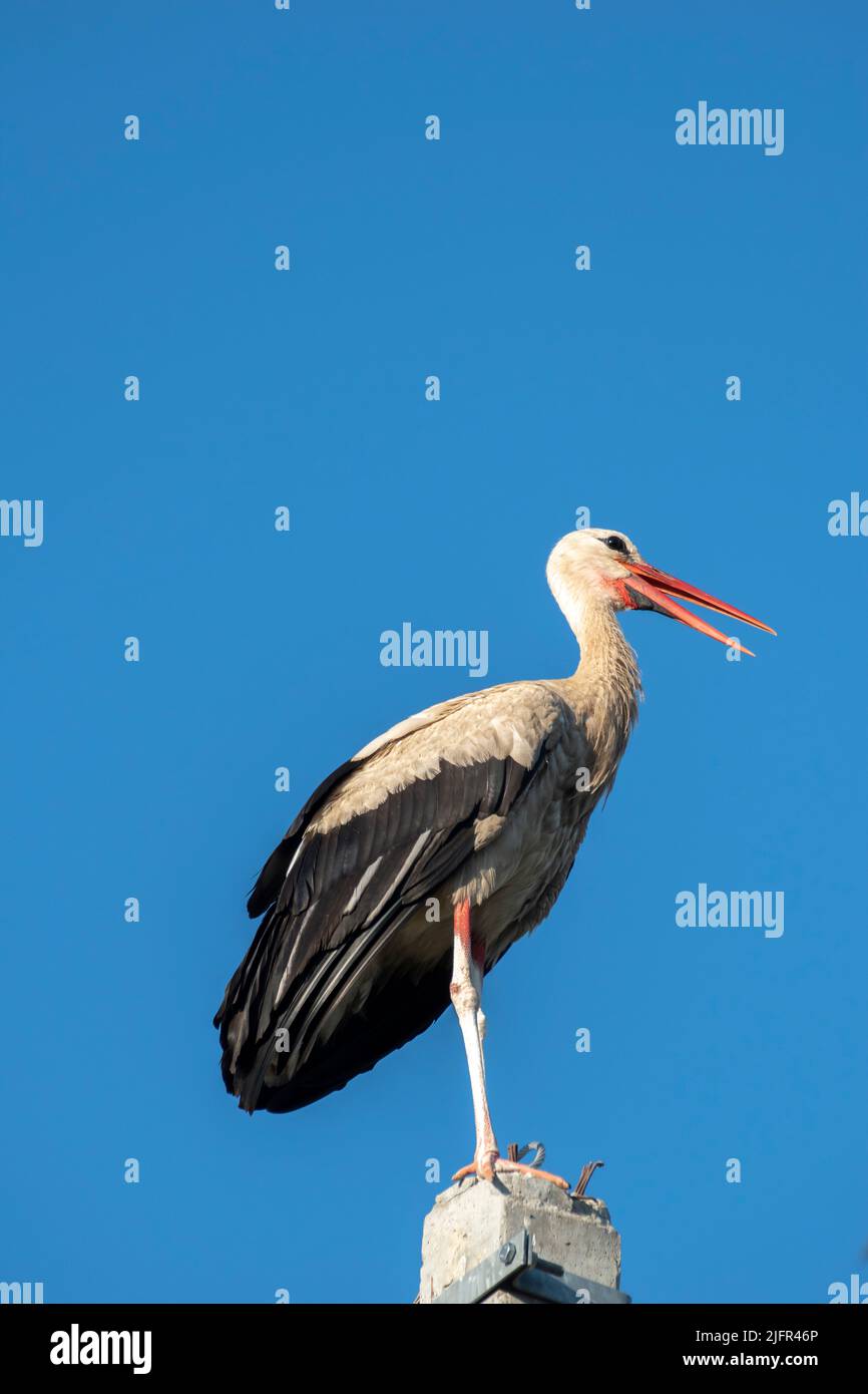 Tired stork with long red beak resting on the pole Stock Photo - Alamy
