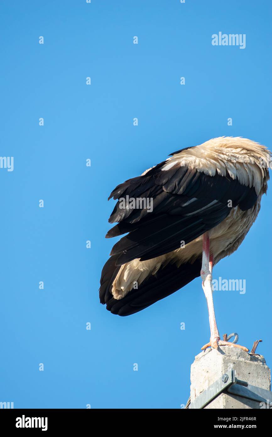 Tired stork with long red beak resting on the pole Stock Photo - Alamy