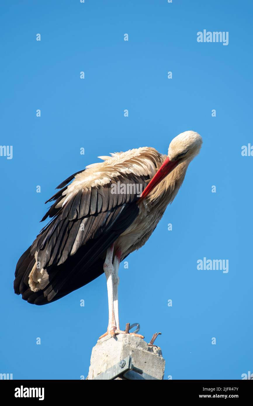 Tired stork with long red beak resting on the pole Stock Photo - Alamy