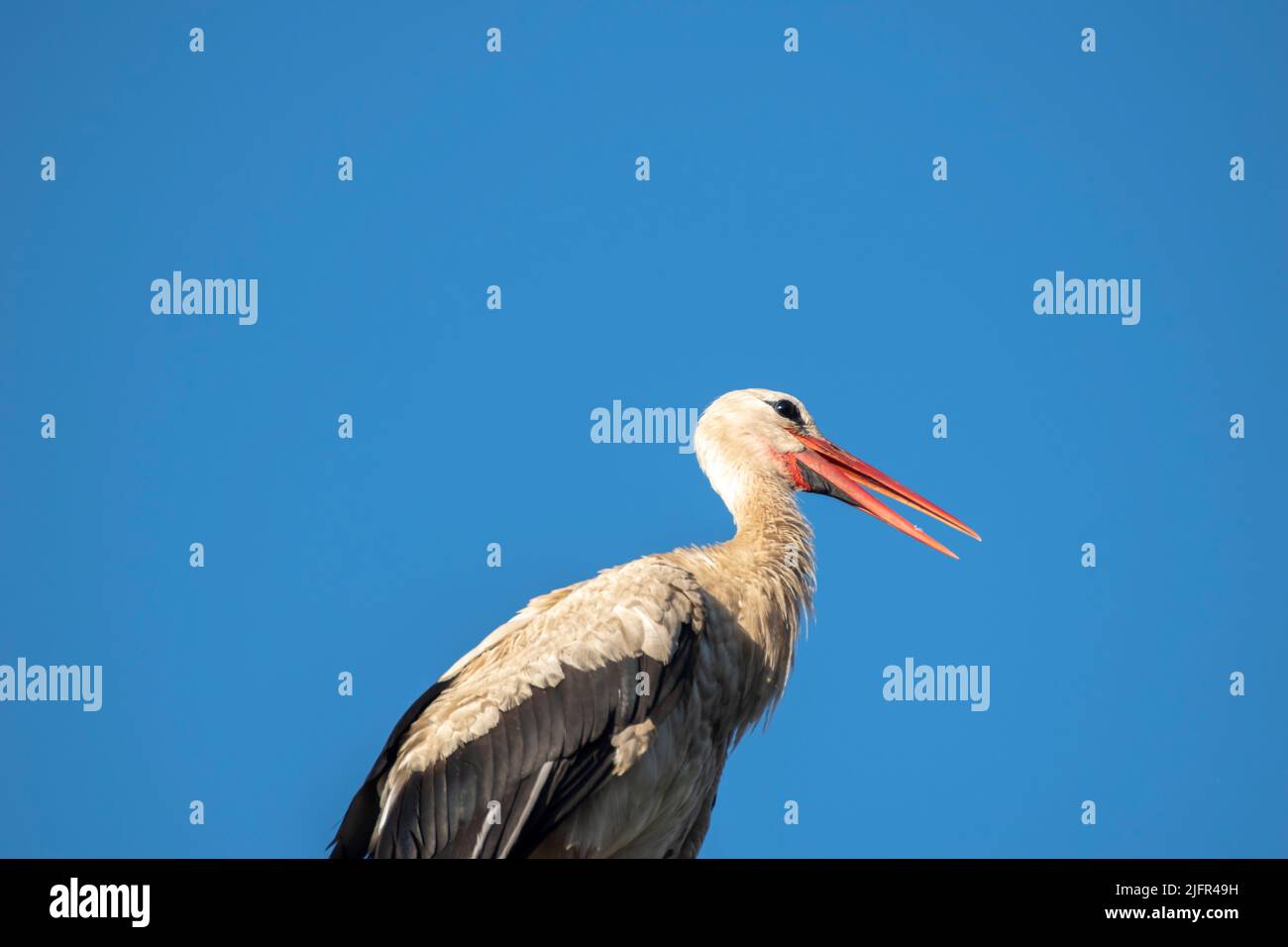 Long pole resting hi-res stock photography and images - Alamy