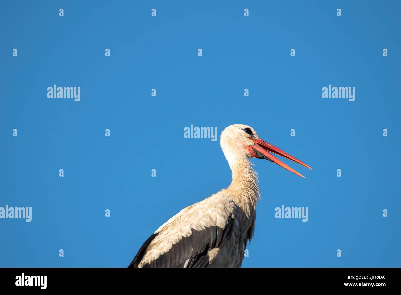 Tired stork with long red beak resting on the pole Stock Photo - Alamy