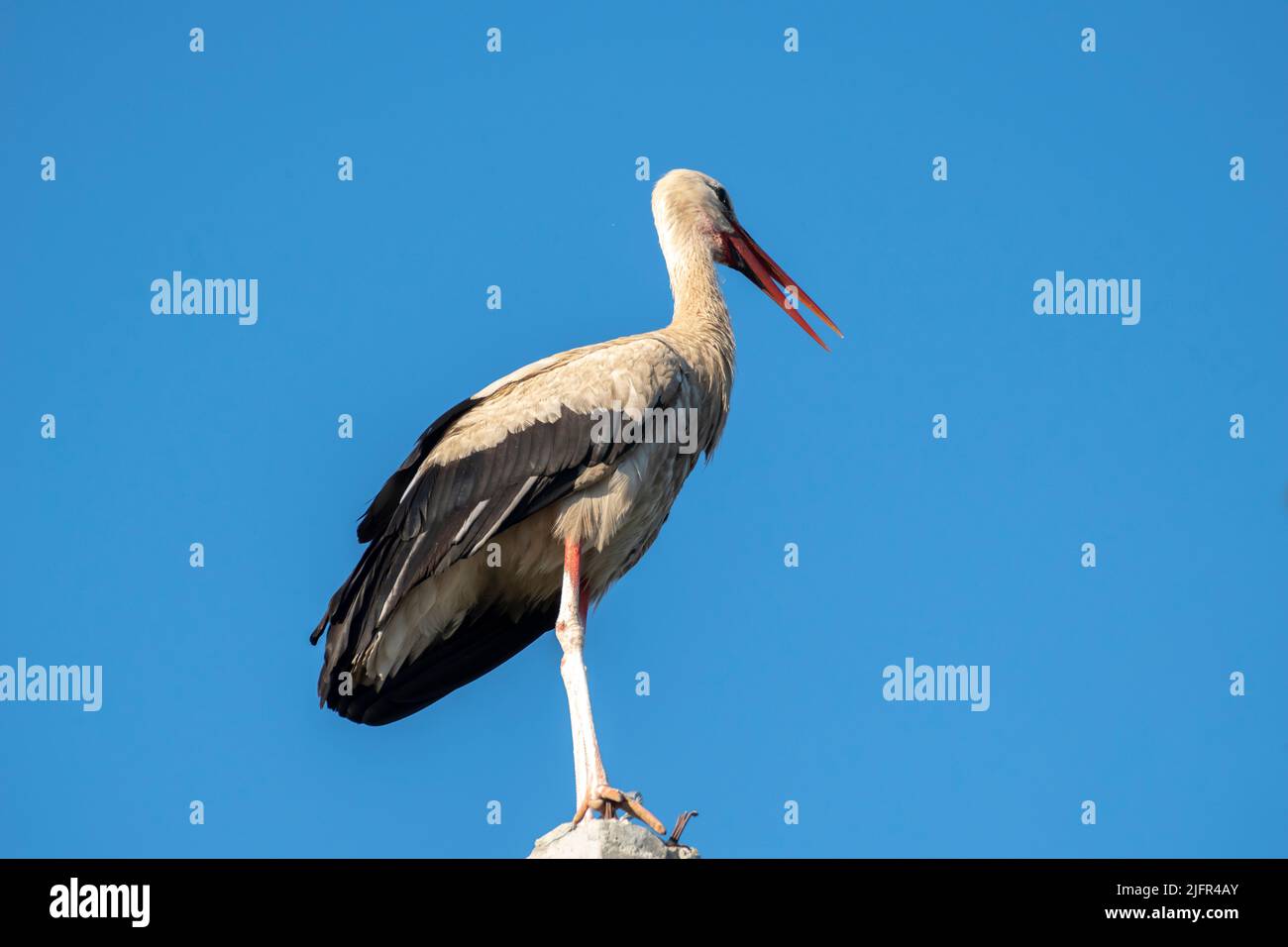 Tired stork with long red beak resting on the pole Stock Photo - Alamy