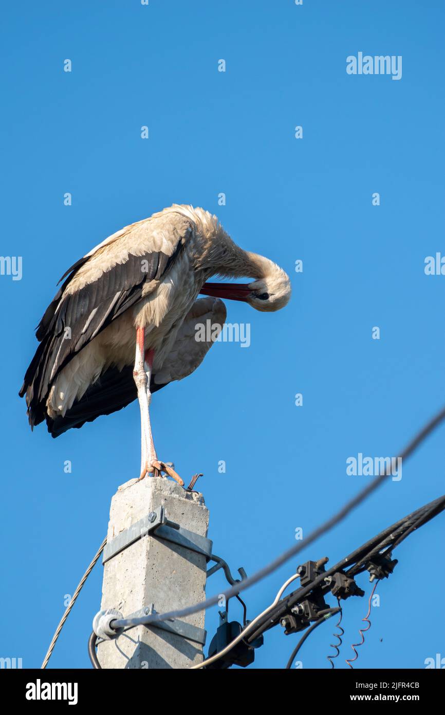 Tired stork with long red beak resting on the pole Stock Photo - Alamy