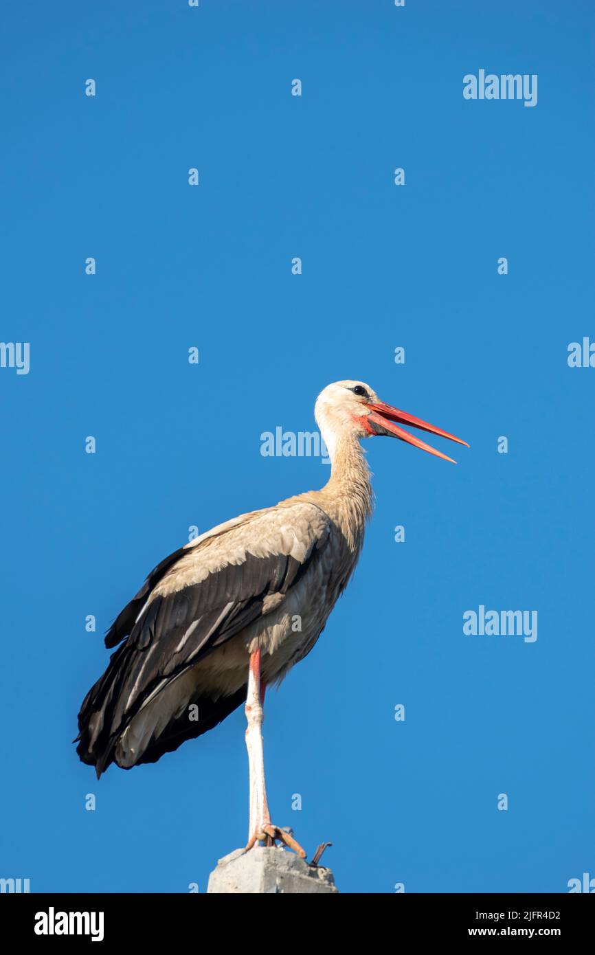 Tired stork with long red beak resting on the pole Stock Photo - Alamy