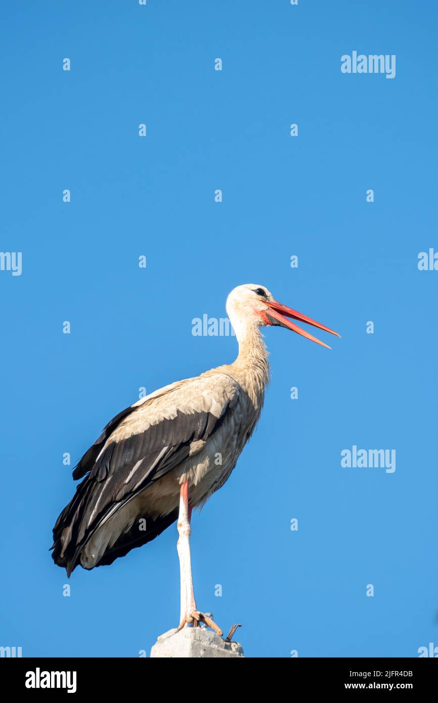 Tired stork with long red beak resting on the pole Stock Photo - Alamy