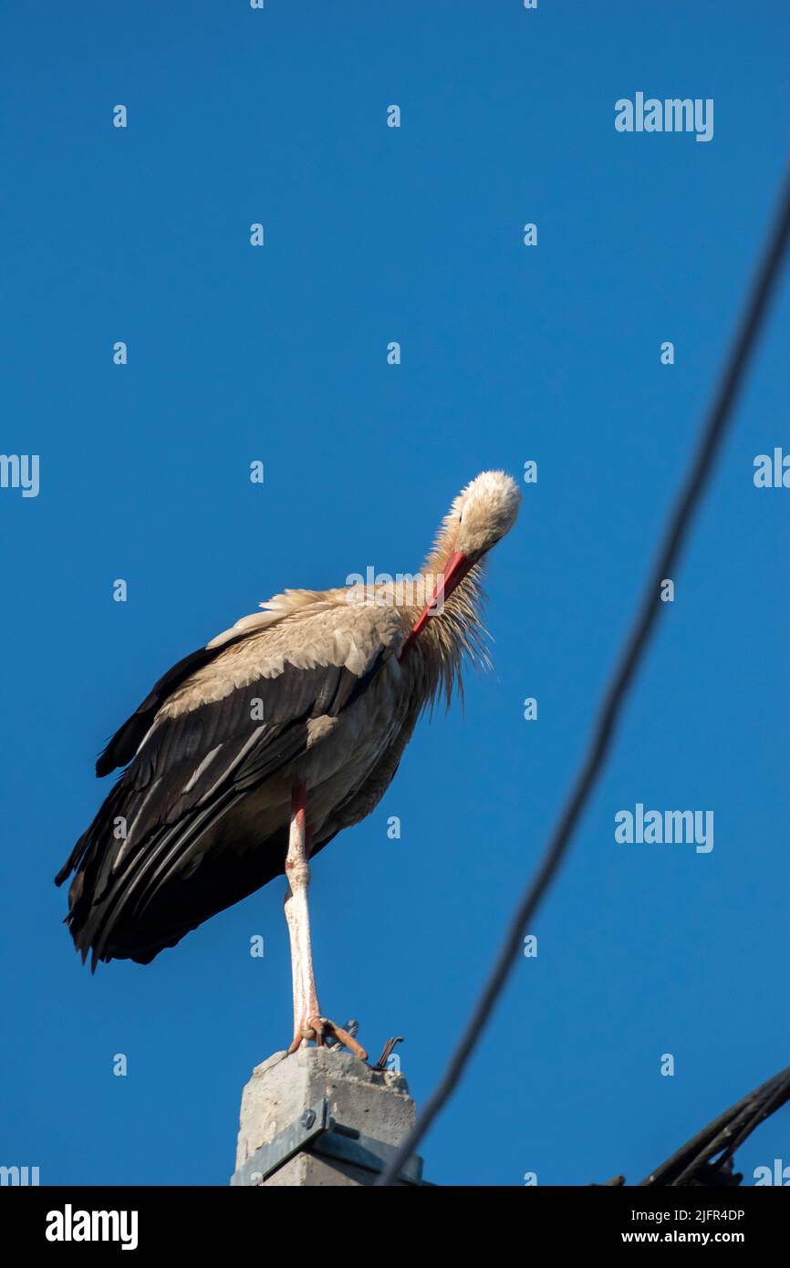 Tired stork with long red beak resting on the pole Stock Photo - Alamy