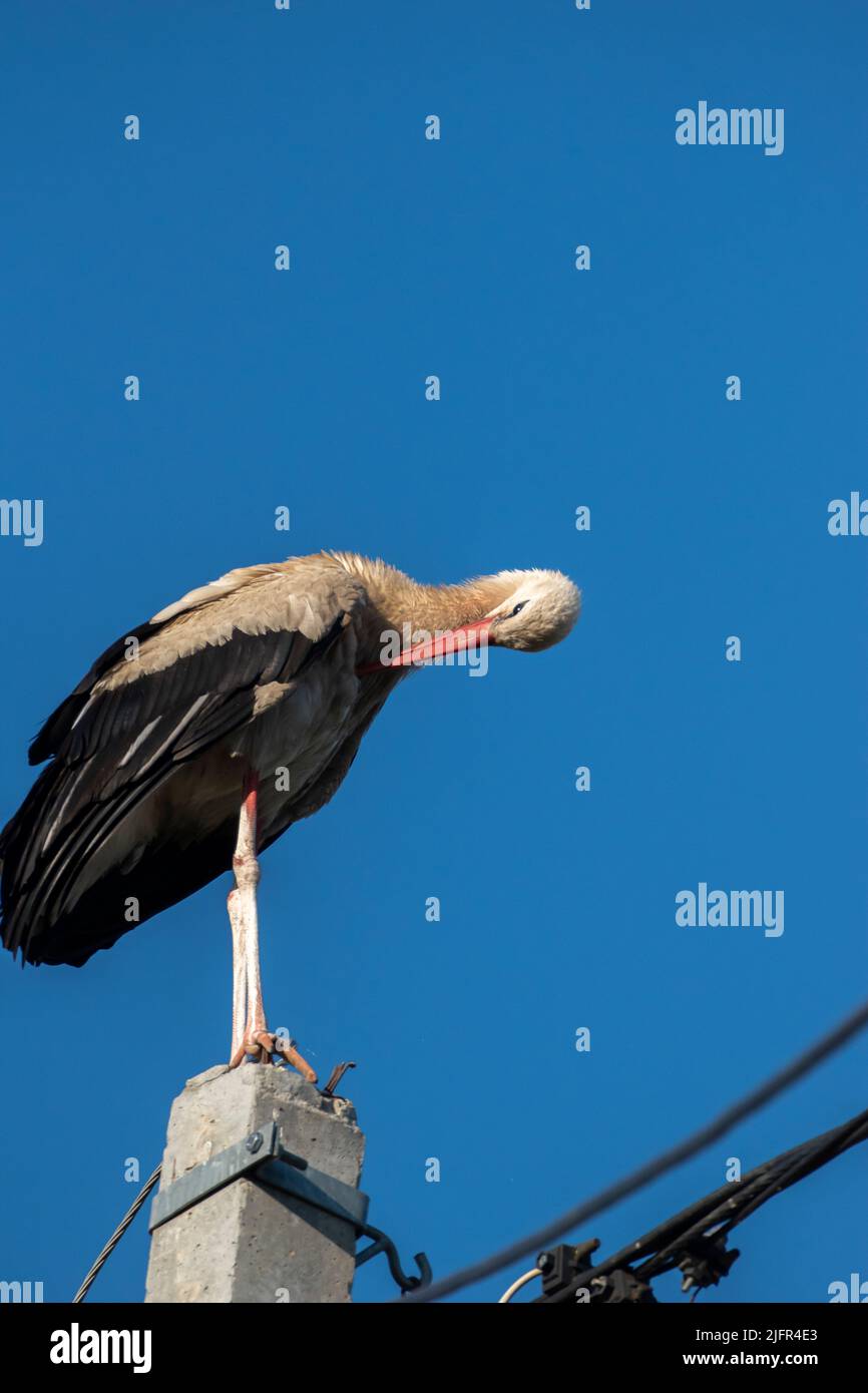 Tired stork with long red beak resting on the pole Stock Photo - Alamy
