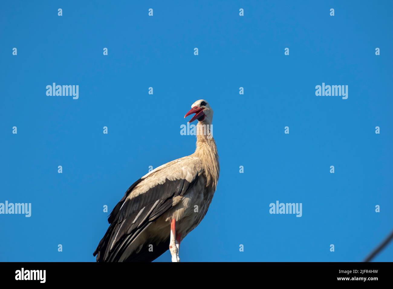Tired stork with long red beak resting on the pole Stock Photo - Alamy