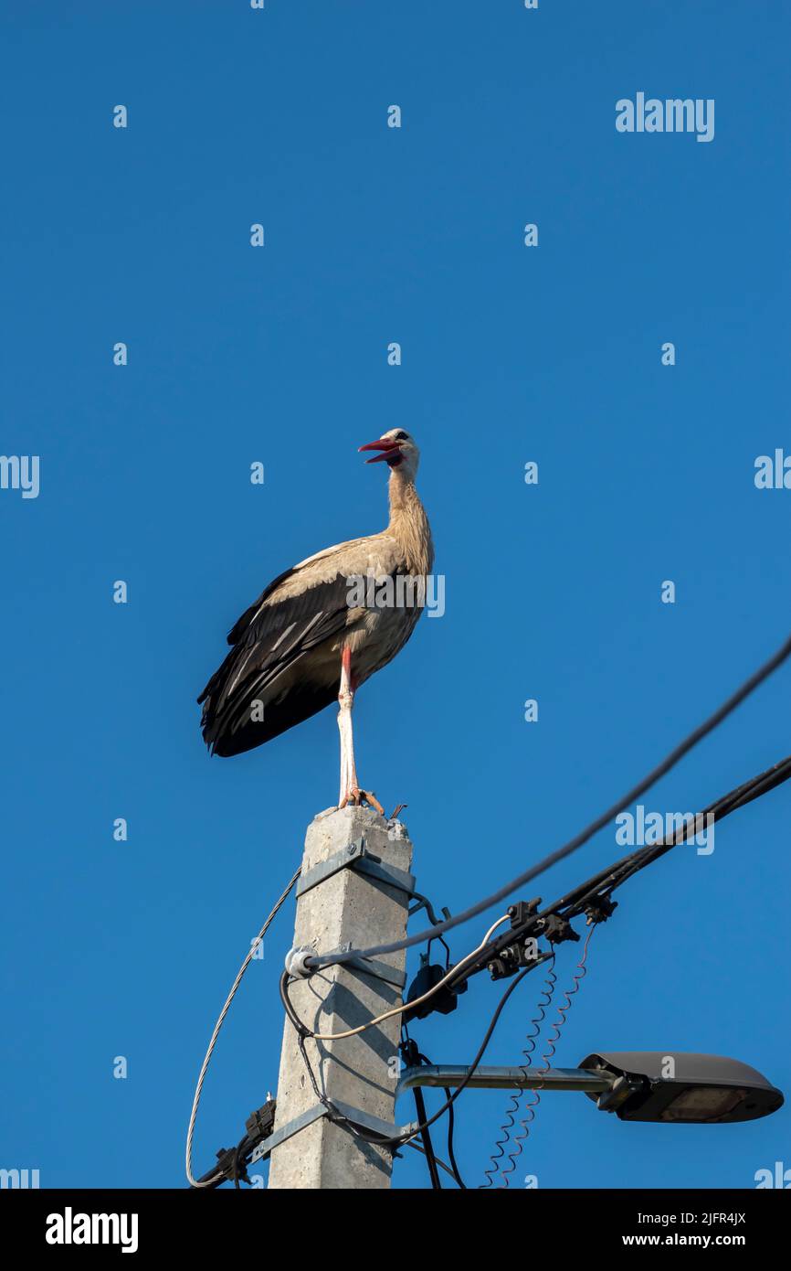 Long pole resting hi-res stock photography and images - Alamy