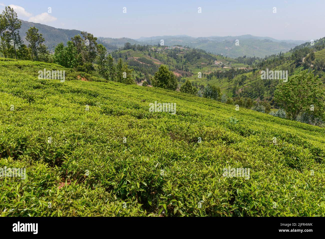 Lush green tea gardens in plantation in Conoor in south India Stock ...