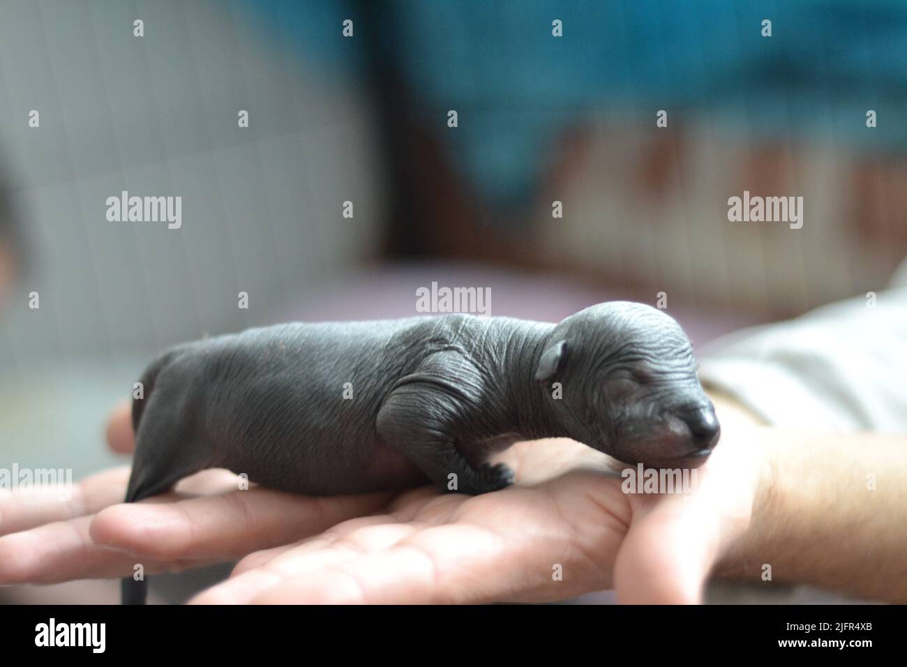 The close-up macro view of a newborn Mexican hairless dog resting on ...