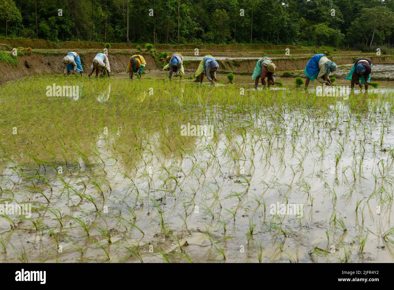 Karnataka, India - August 8, 2013 - Women sowing paddy during the ...