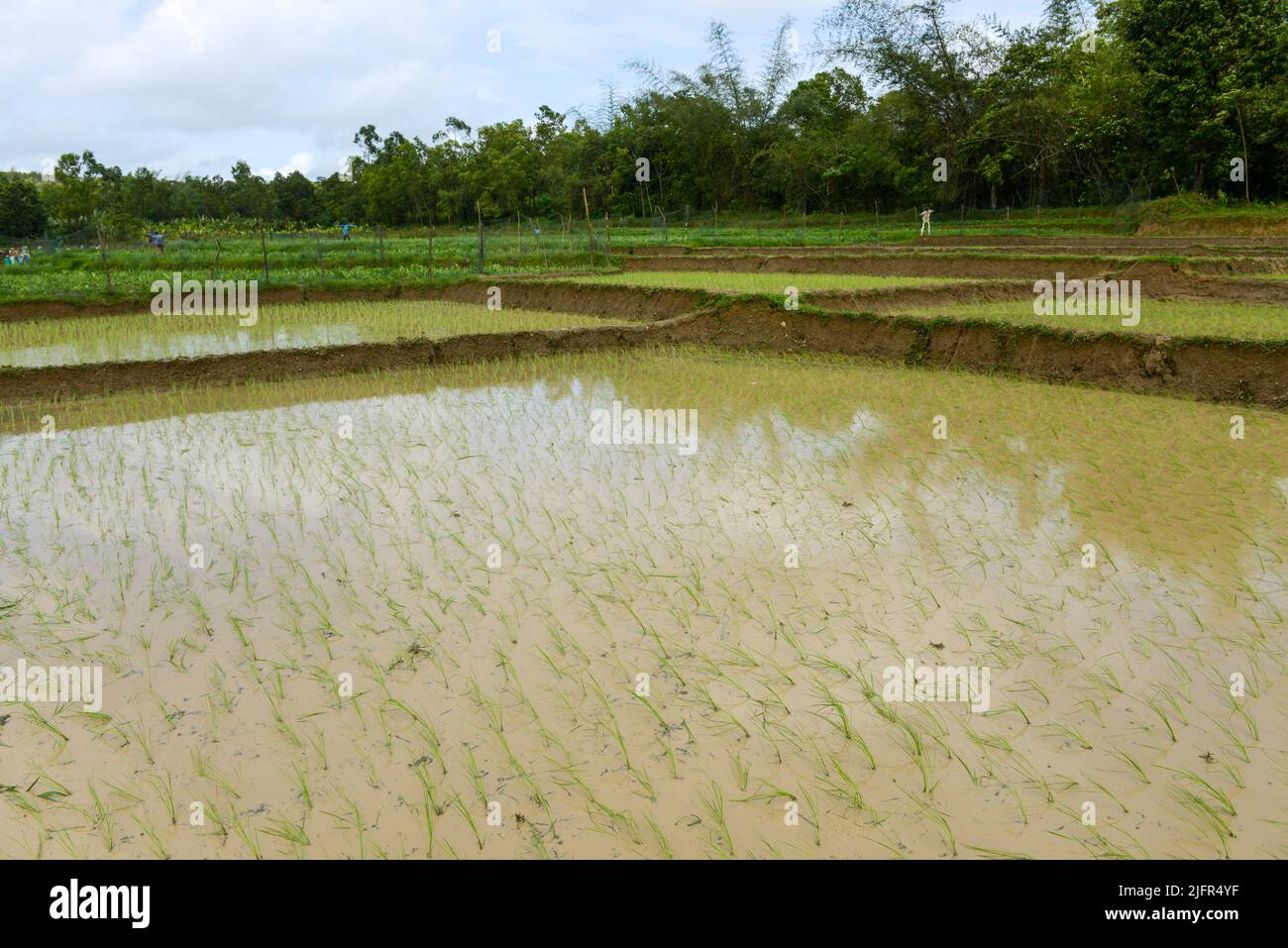Newly planted paddy saplings in a water filled field in Asia Stock ...