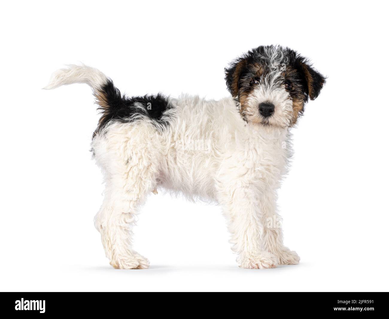 Sweet Fox Terrier dog pup, sitting side ways with tail fierce upright ...