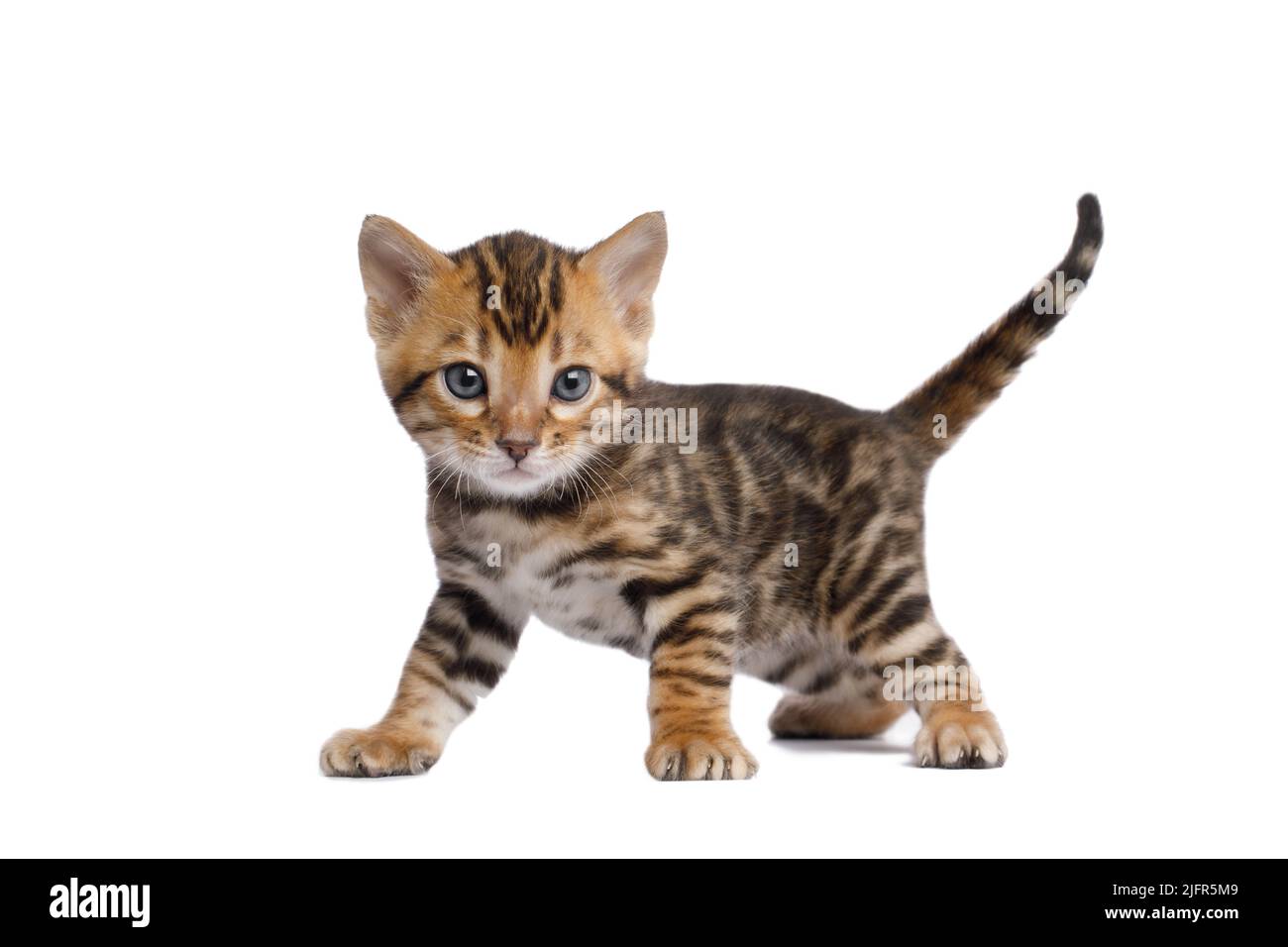 Closeup Bengal Kitten with gold Fur on isolated white background Stock ...