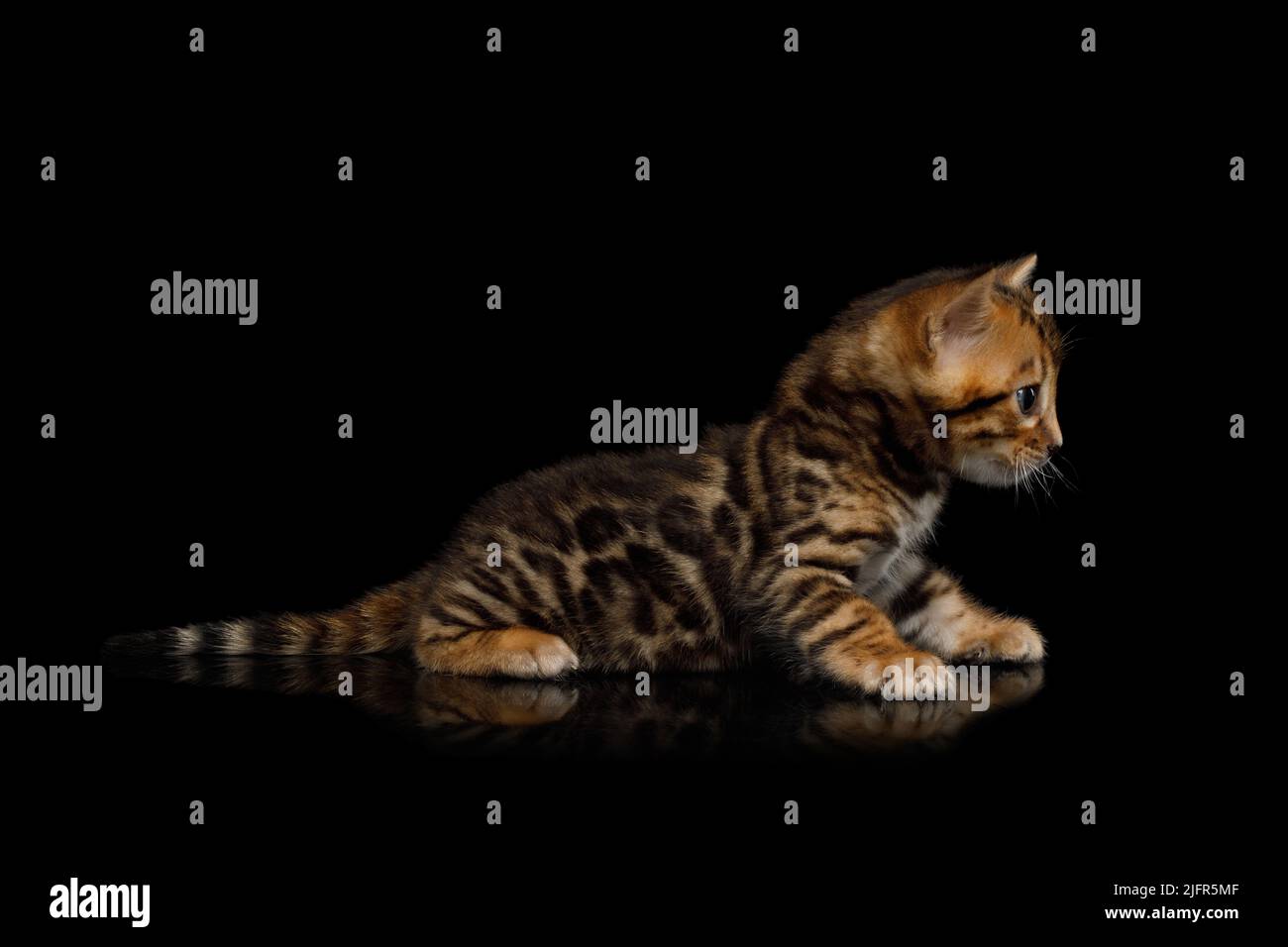 Bengal Kitten with gold Fur on isolated Black Background side view ...