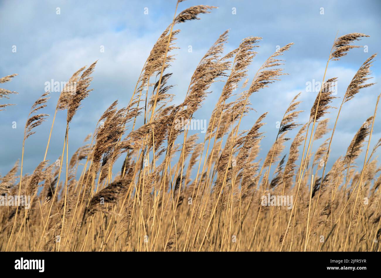 Water reeds hi-res stock photography and images - Alamy