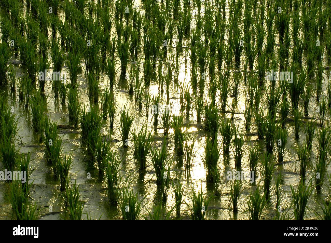 Rice plants on a rice field in Gede Bage, Bandung, West Java, Indonesia ...