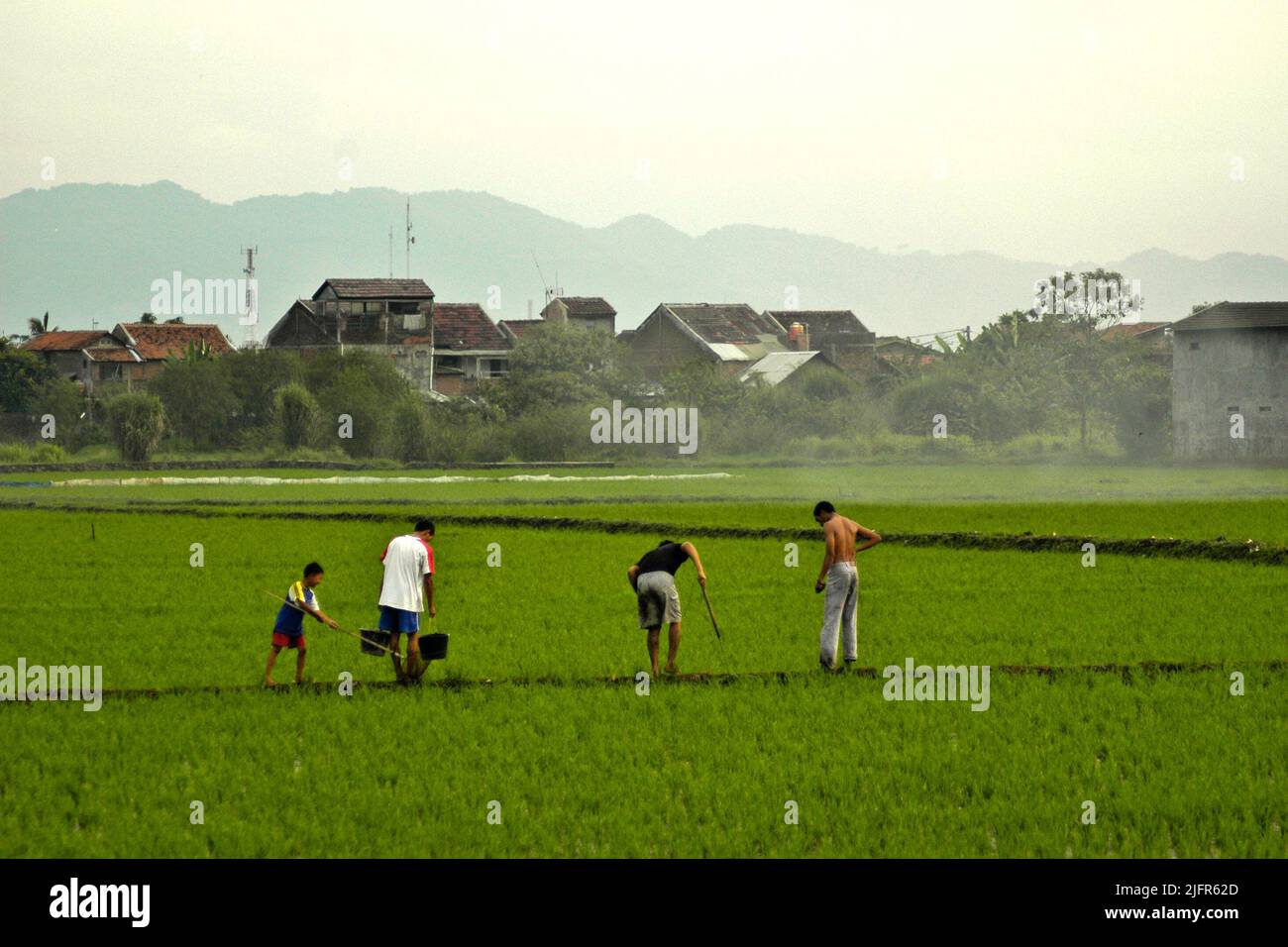 Rice paddy eel hi-res stock photography and images - Alamy