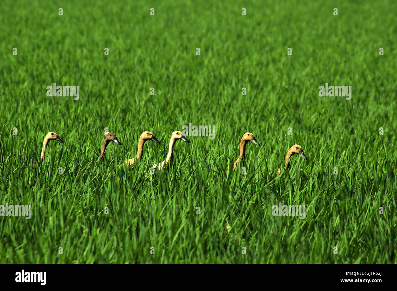 Indian runner ducks walking in a line through a rice field in Gede Bage ...