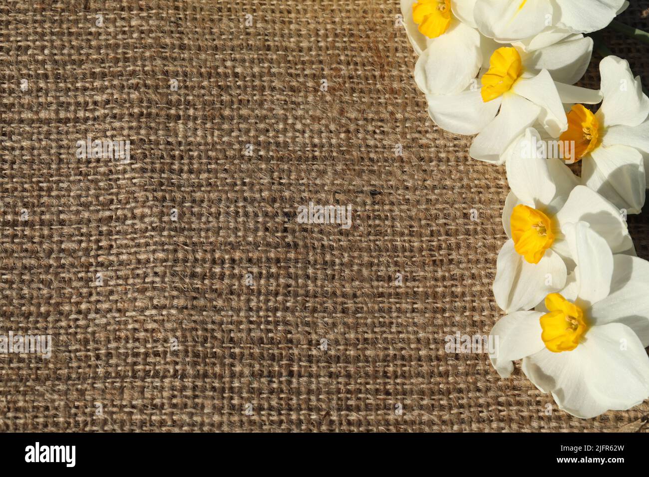 textile cloth background with white narcissus flowers Stock Photo - Alamy