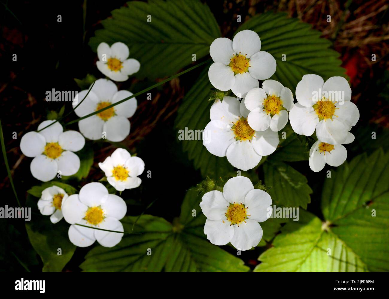 Musk strawberry fragaria moschata hi-res stock photography and images ...