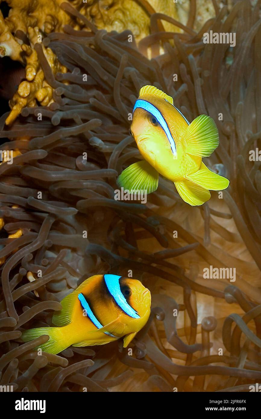 Red Sea Clownfish, Two-banded Anemonefish, Amphiprion bicintus, Coral ...