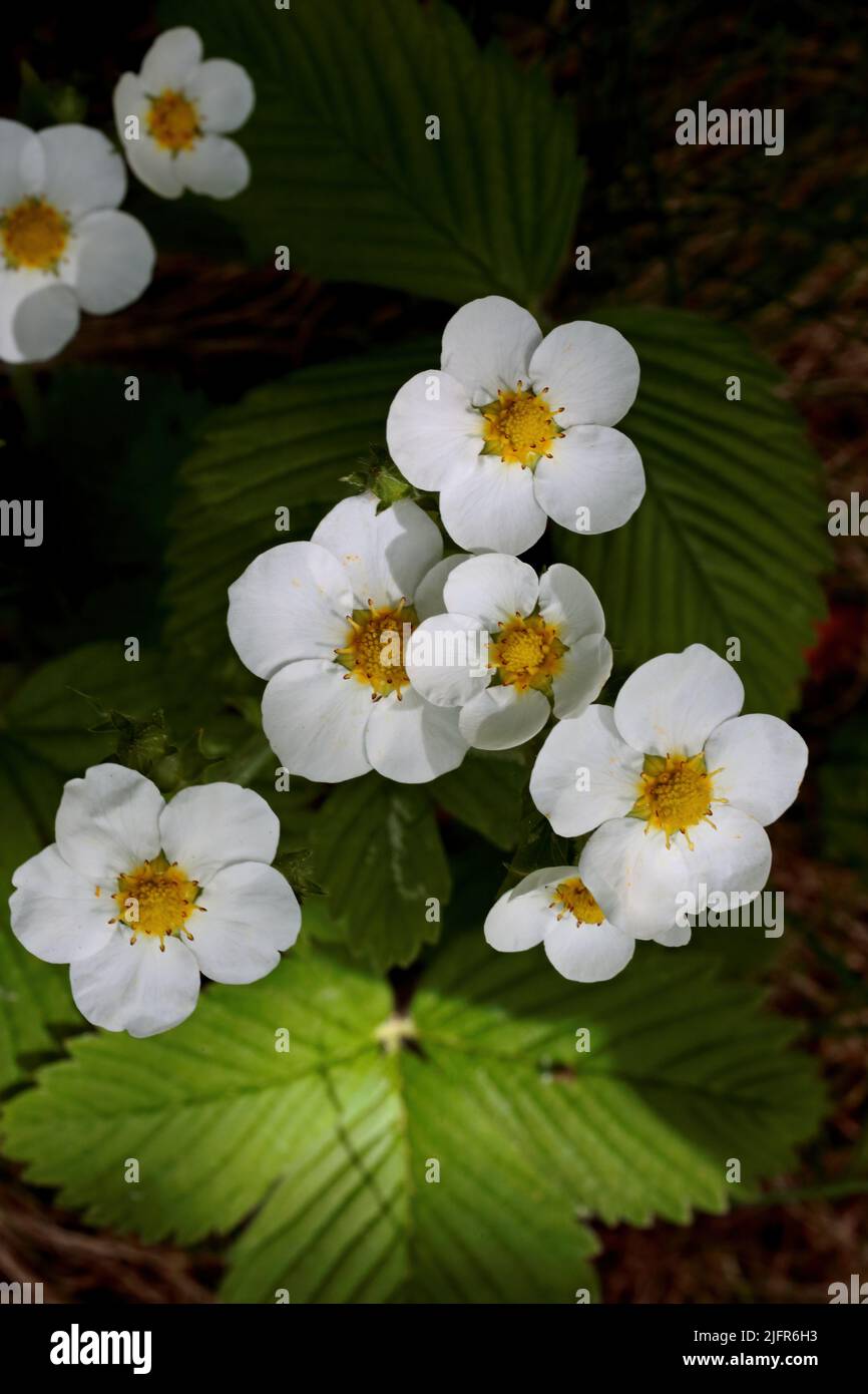 Musk strawberry fragaria moschata hi-res stock photography and images ...