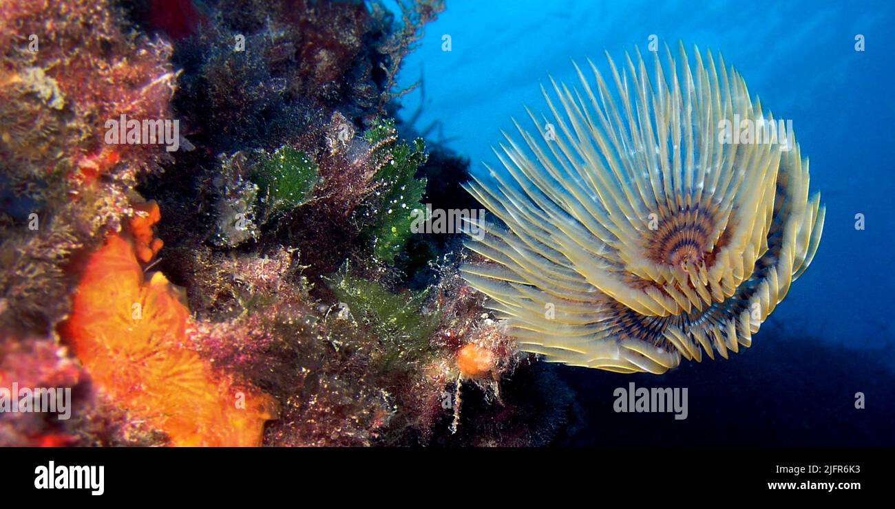 Tubeworm, Fan Worm, Spirographis, Spirographis Spallanzani, Feather ...