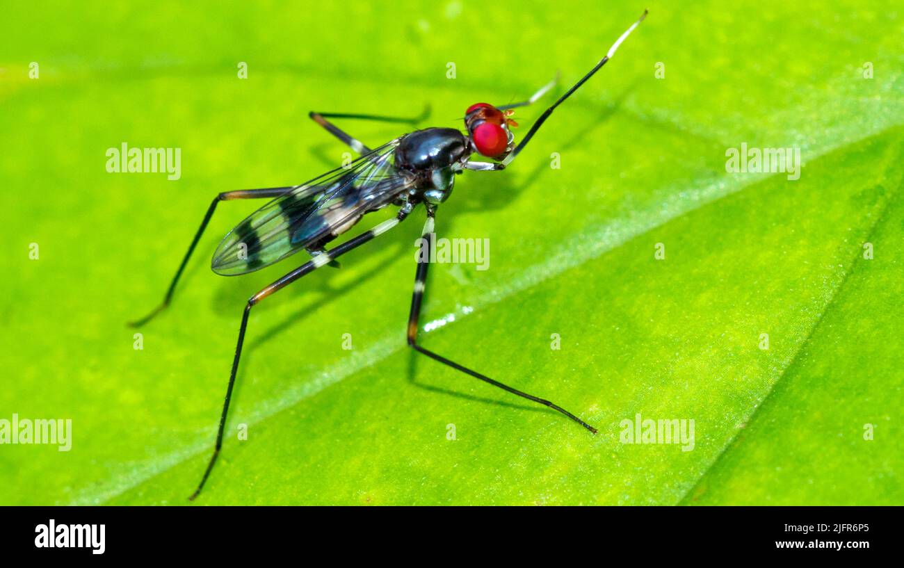 Fly, Diptera, Tropical Rainforest, Marino Ballena National Park, Uvita ...