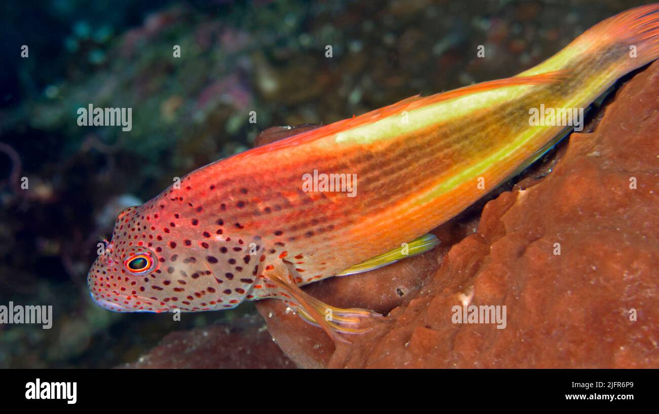 Freckled Hawkfish, Paracirrhites forsteri, Coral Reef, Bunaken National ...